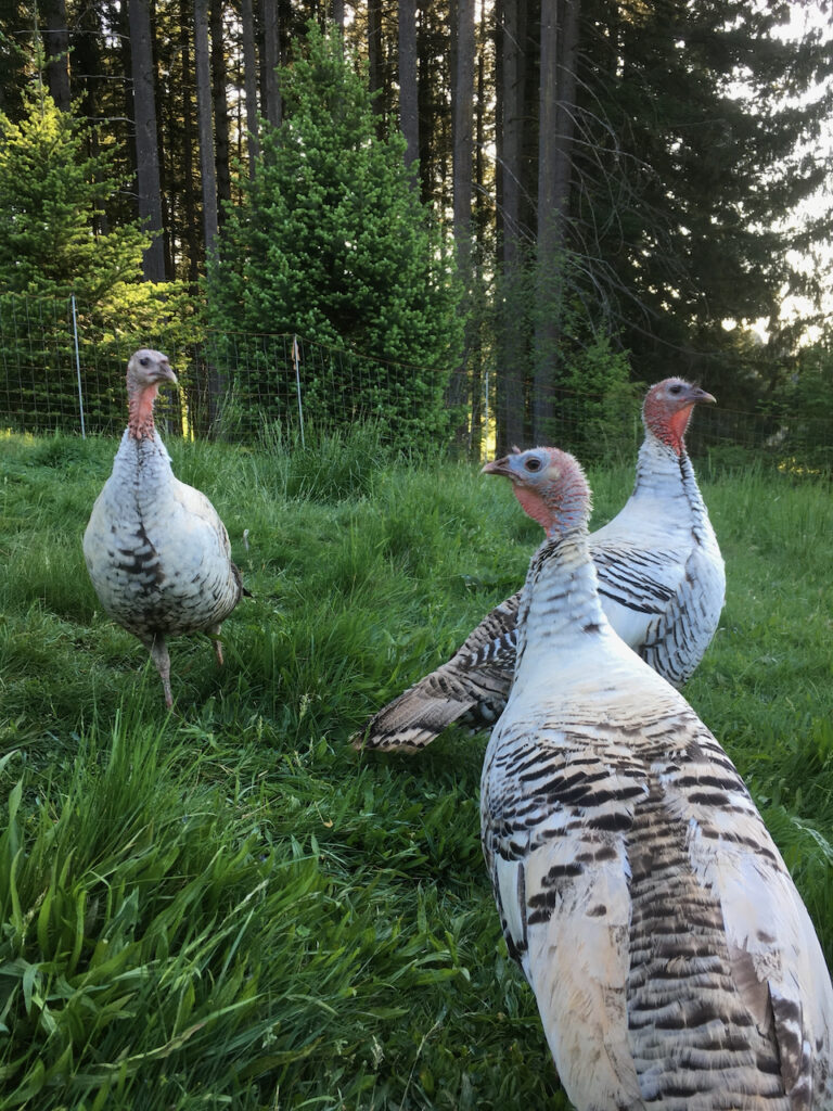 Raising Turkeys on Pasture - Backyard Poultry